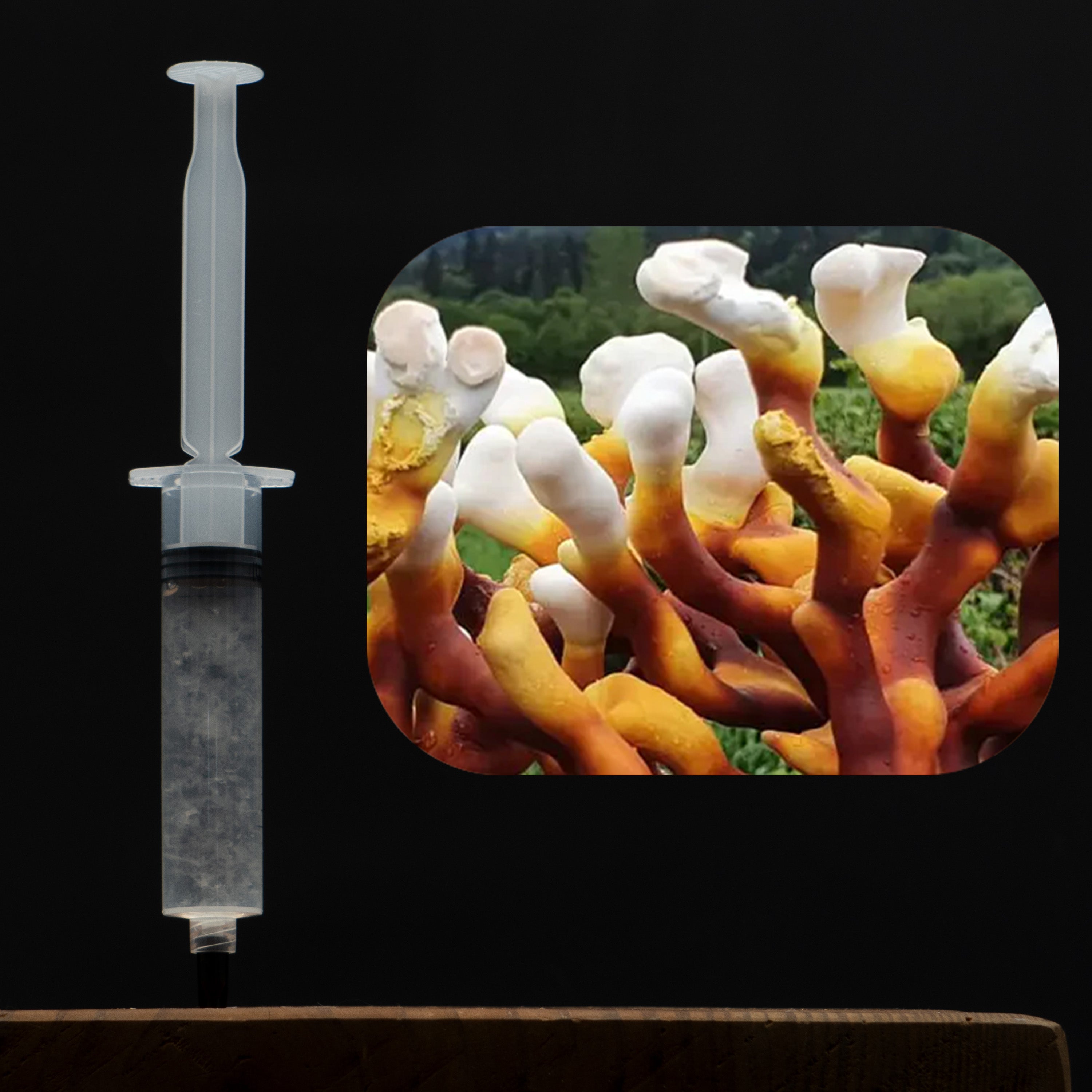 Reishi Mushroom Liquid Culture Syringe – Bonsai Mushrooms